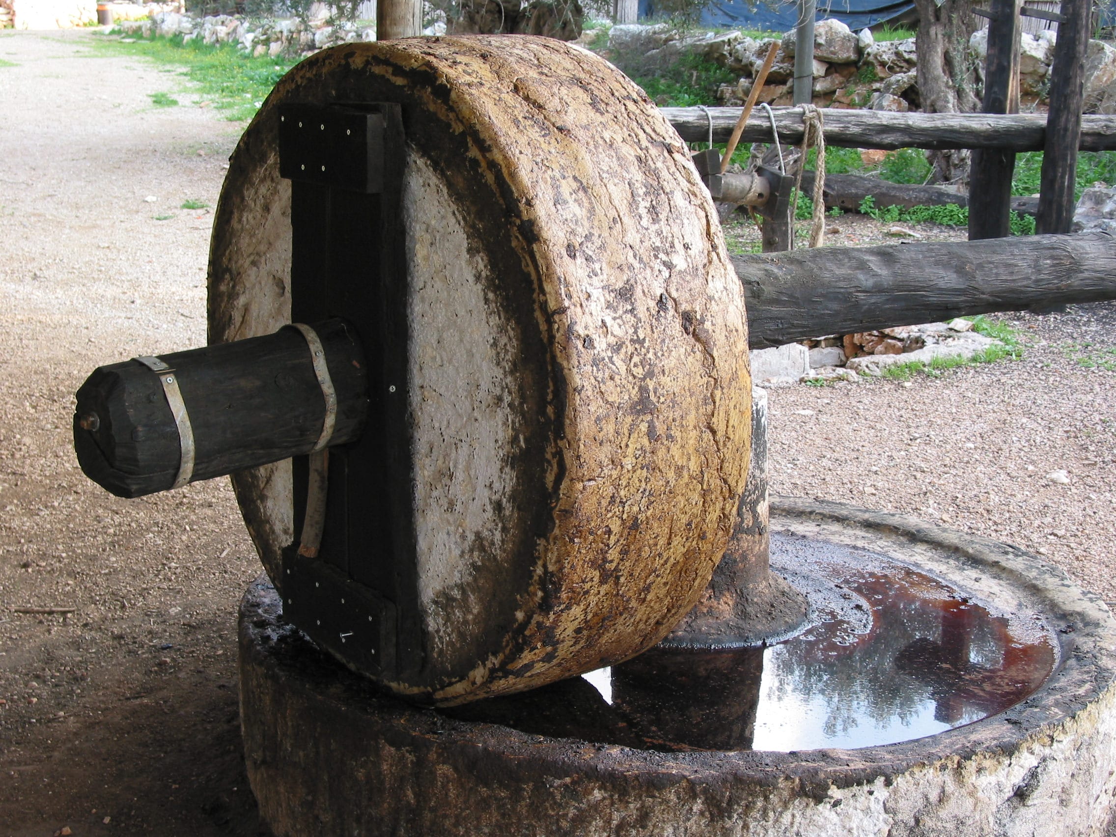 History of Olive Oil in Ancient Greece