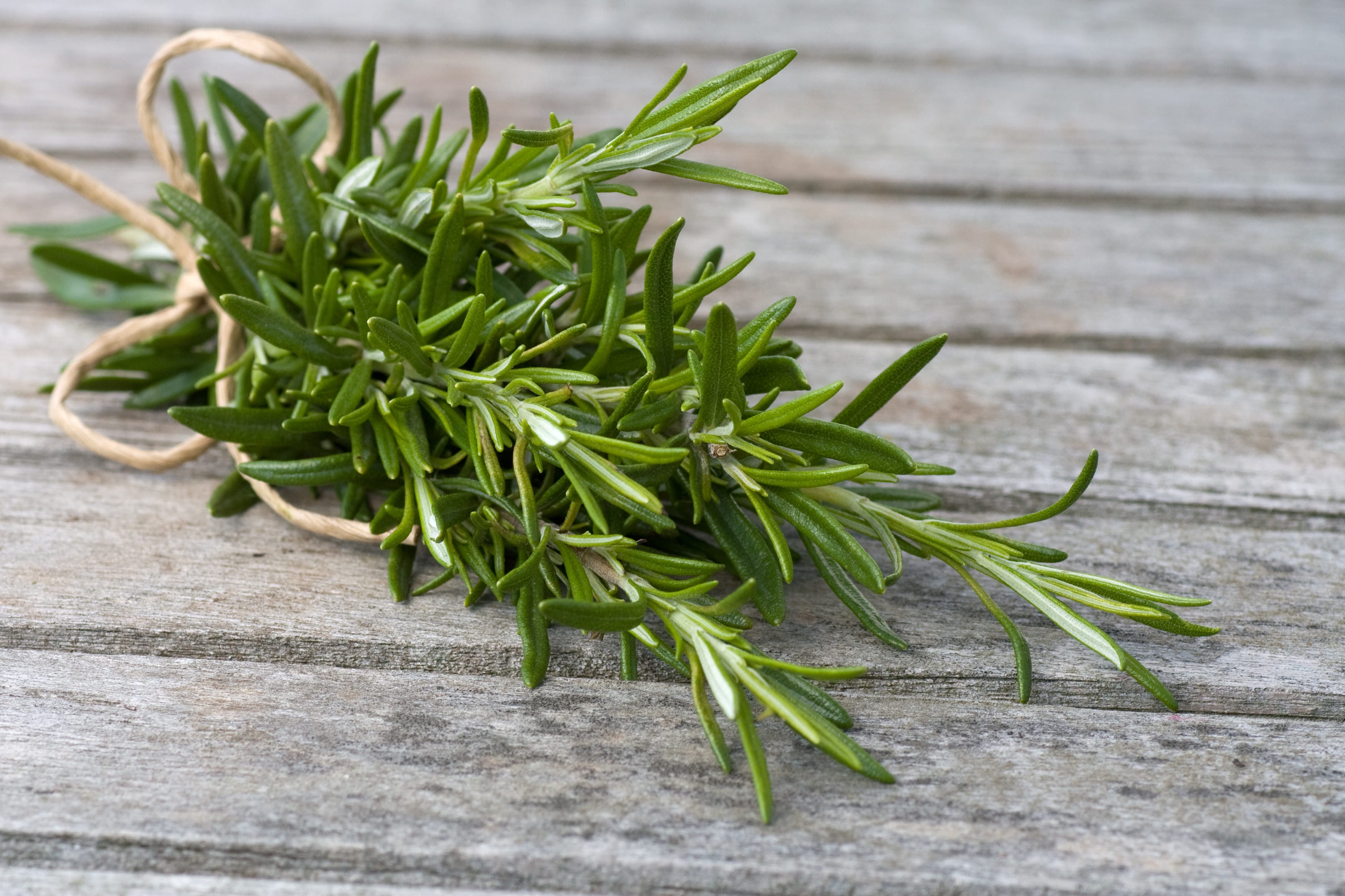 Greek Rosemary: Cooking and Medicinal Info Greek Rosemary: Cooking and Medicinal Info